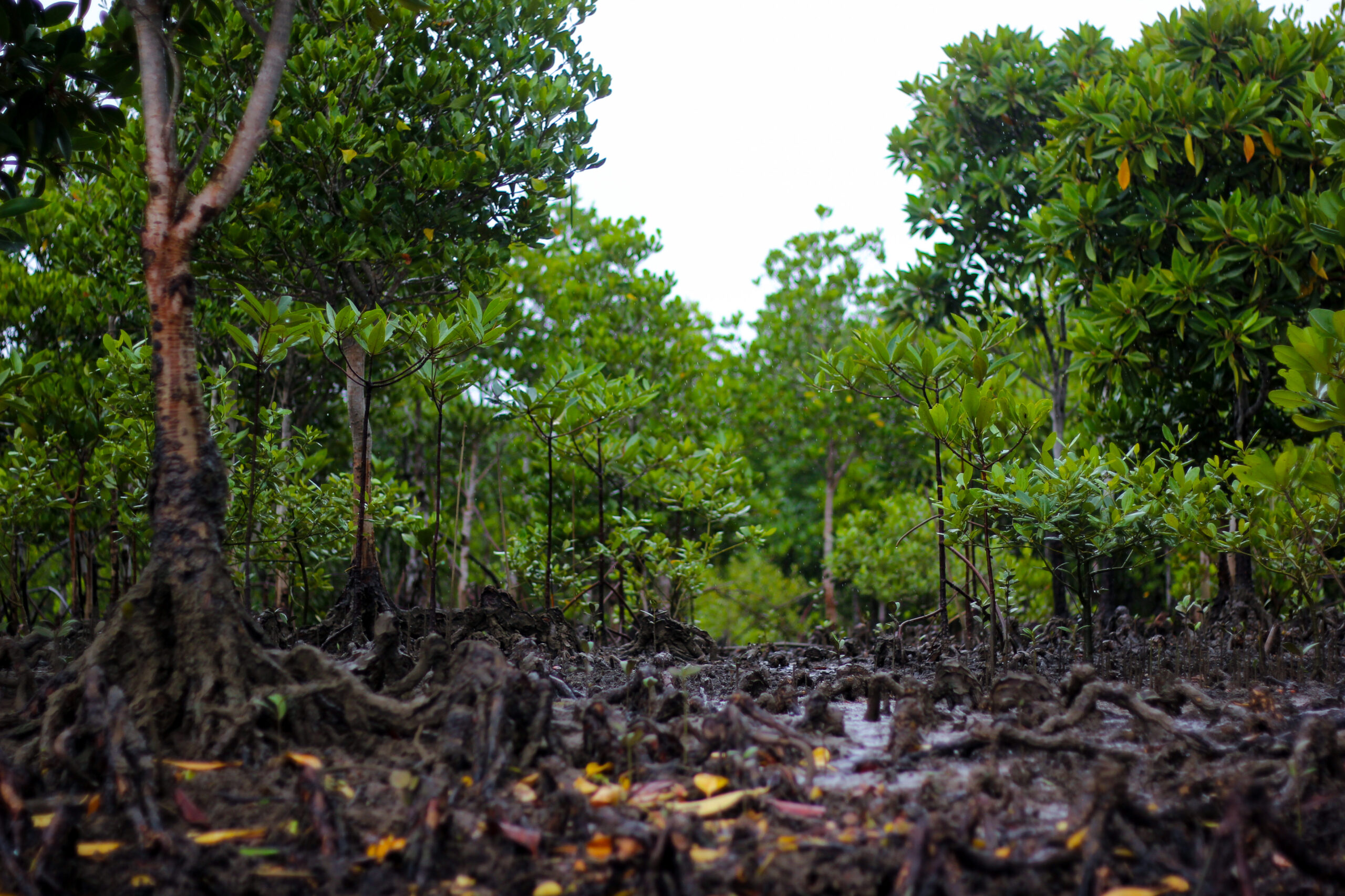 TAKE COURSE – WORLDVIEW