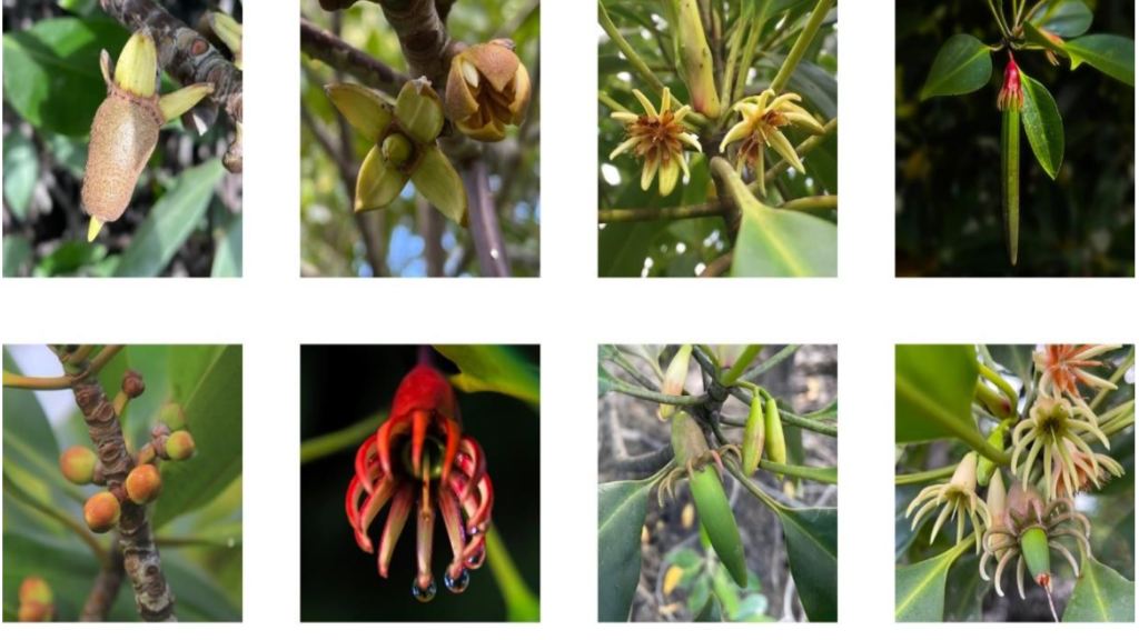 Miracle Tree – WORLDVIEW