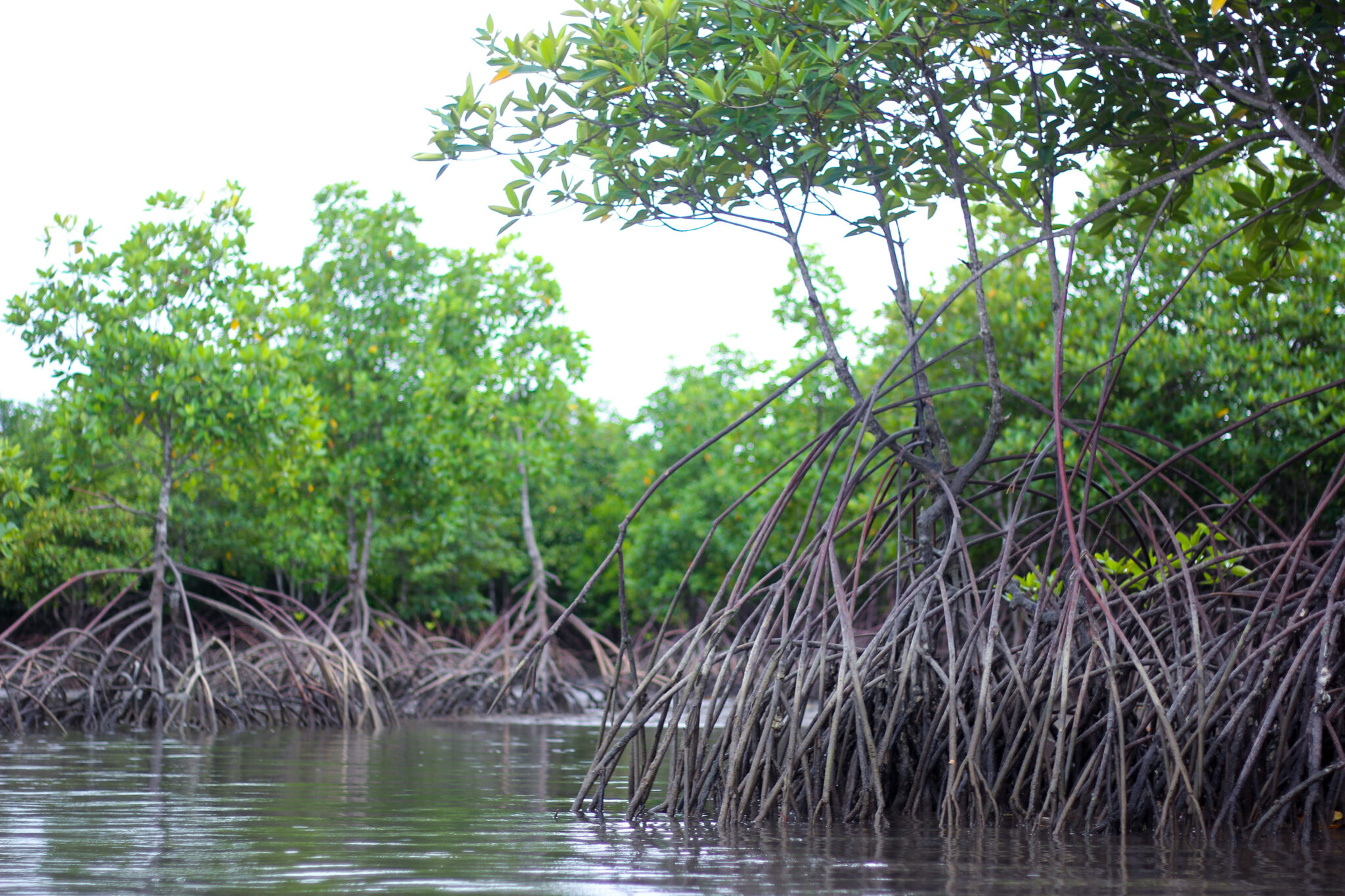 Types of Mangroves – WORLDVIEW