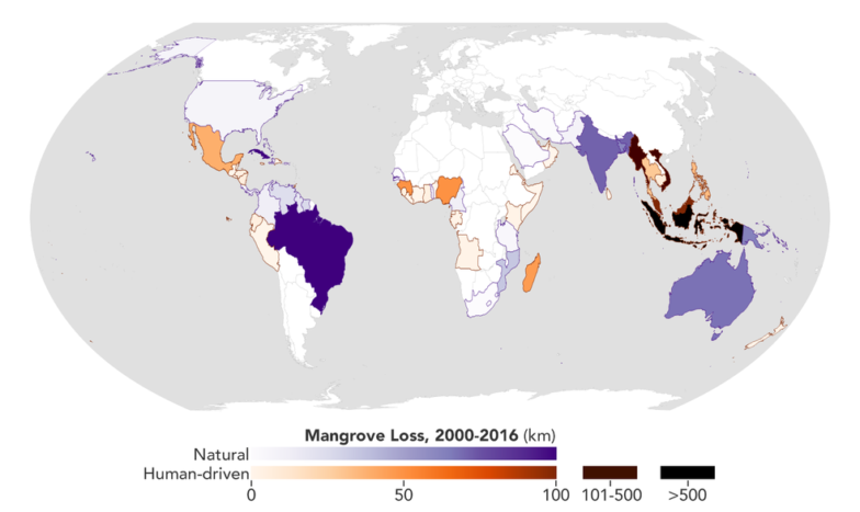 Miracle Tree – WORLDVIEW